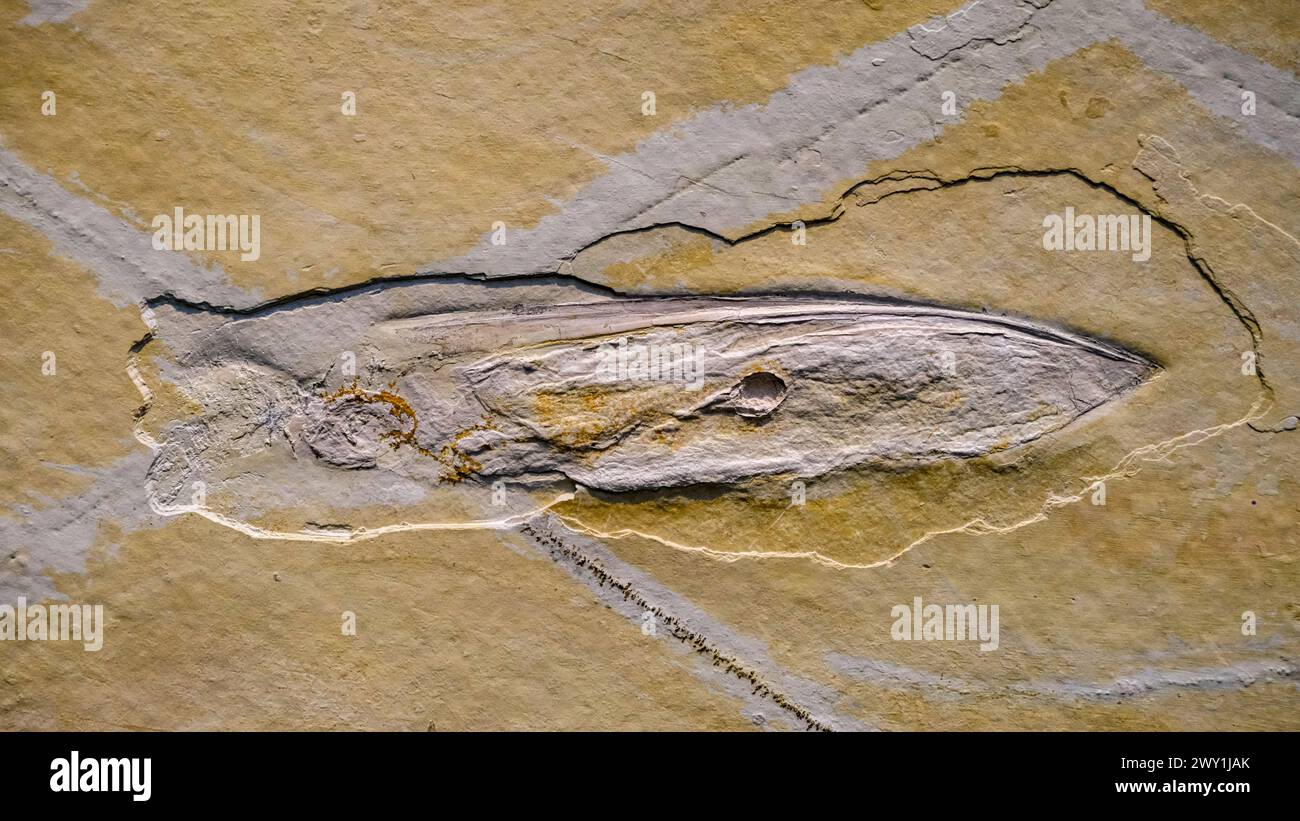 A fish skeleton on a rock in a museum exhibition in Milan, Italy Stock ...
