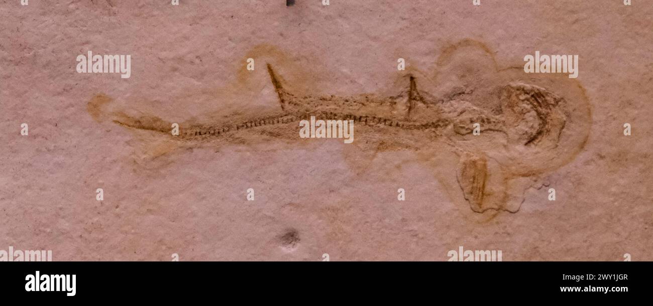 A fish skeleton on a rock in a museum exhibition in Milan, Italy Stock ...