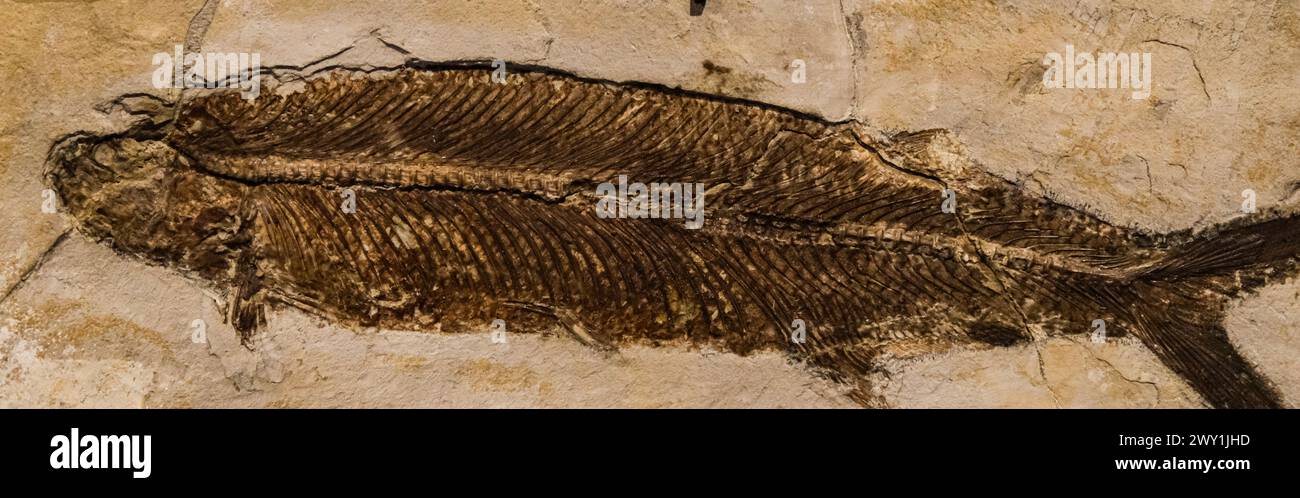 A fish skeleton on a rock in a museum exhibition in Milan, Italy Stock ...