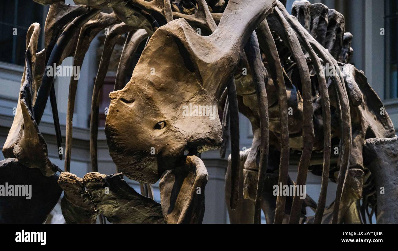 A dinosaur skeleton showcased in museum exhibit in Milan, Italy Stock ...
