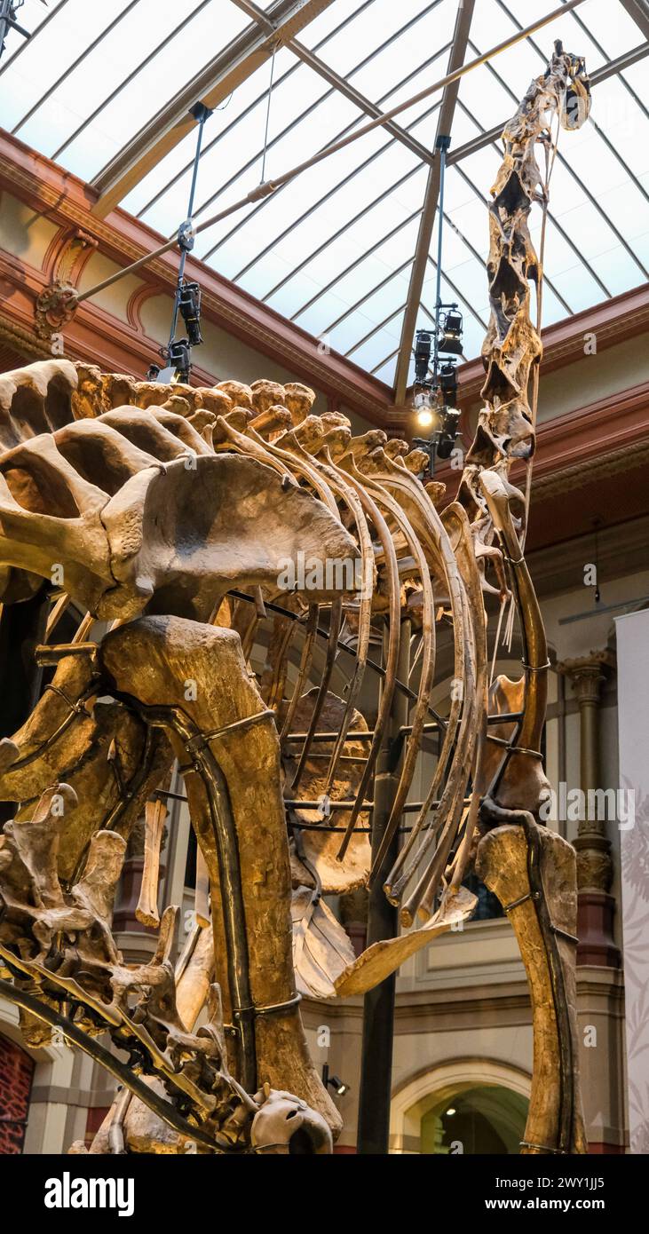 A dinosaur skeleton showcased in museum exhibit in Milan, Italy Stock ...