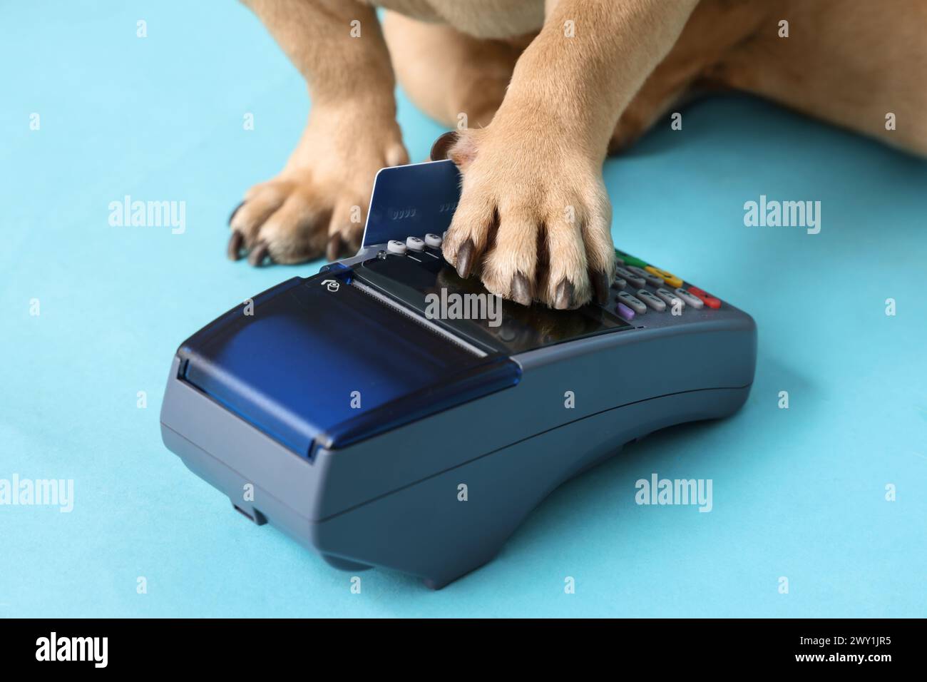 Cute French bulldog paying with credit card via payment terminal on ...