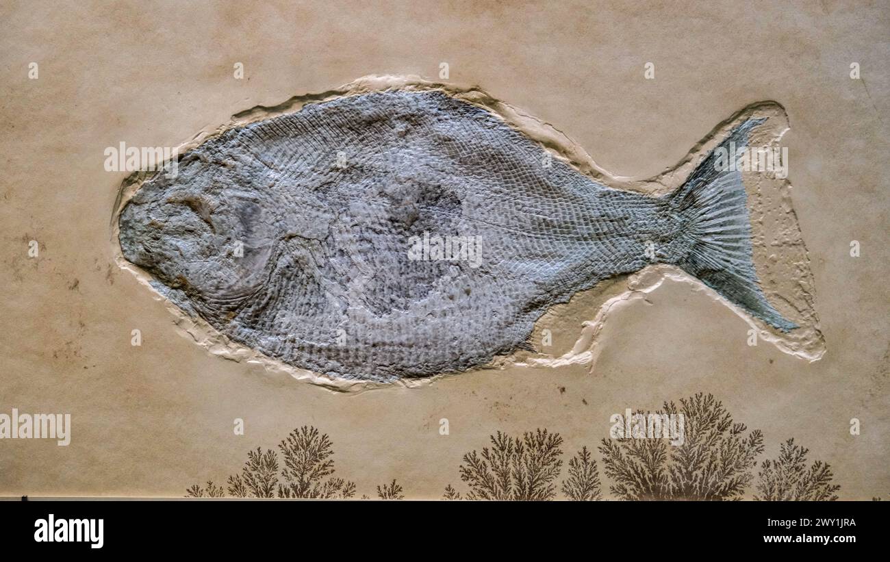 A fish skeleton on a rock in a museum exhibition in Milan, Italy Stock ...