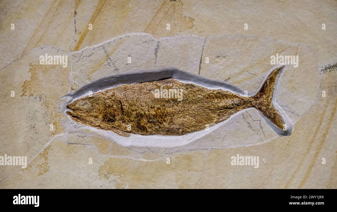 A fish skeleton on a rock in a museum exhibition in Milan, Italy Stock ...