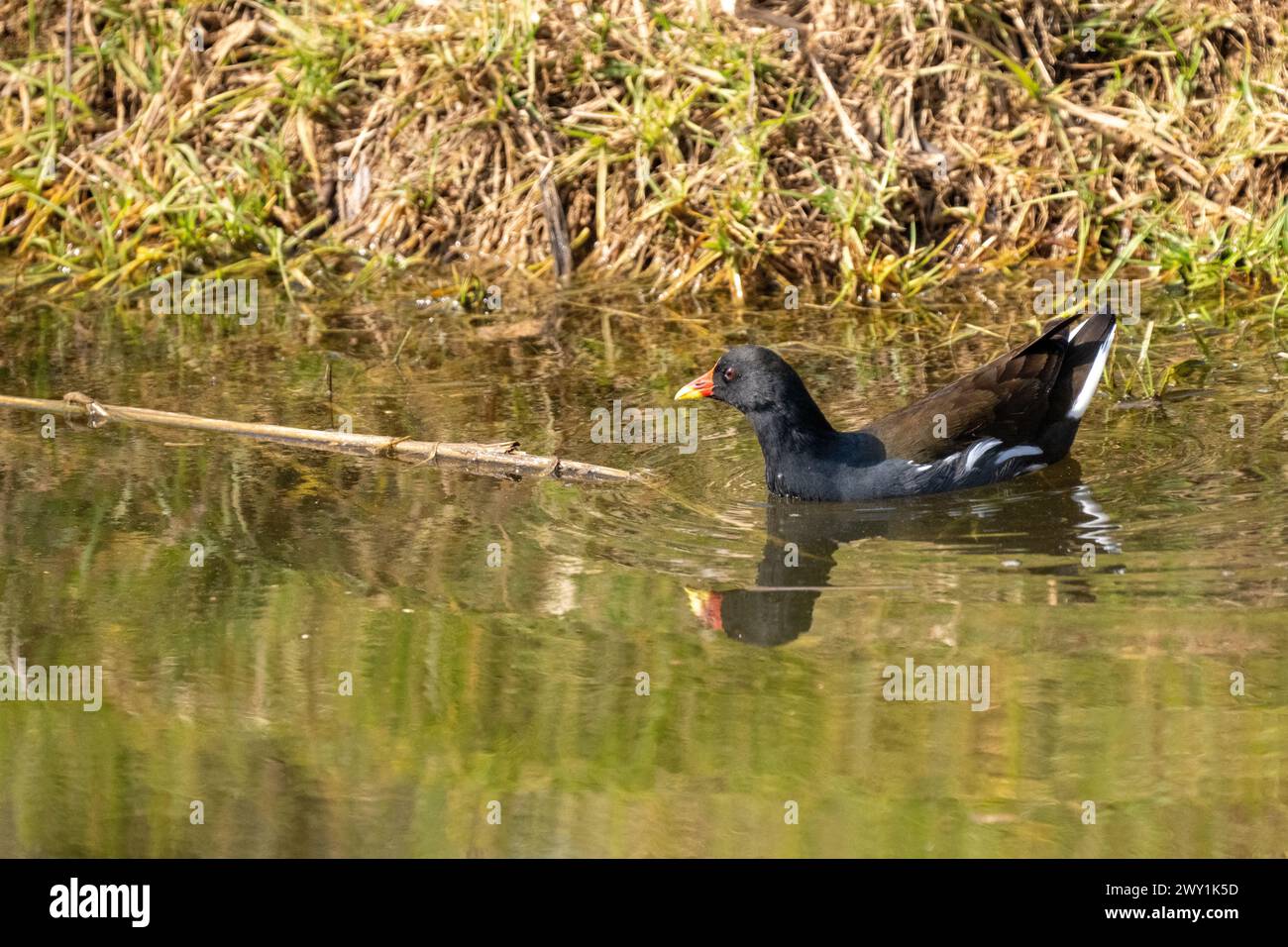 Common moorhen hi-res stock photography and images - Alamy