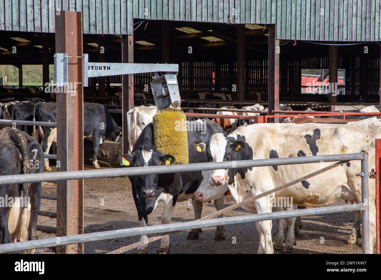 Cows using spinning scratching brush hi-res stock photography and ...