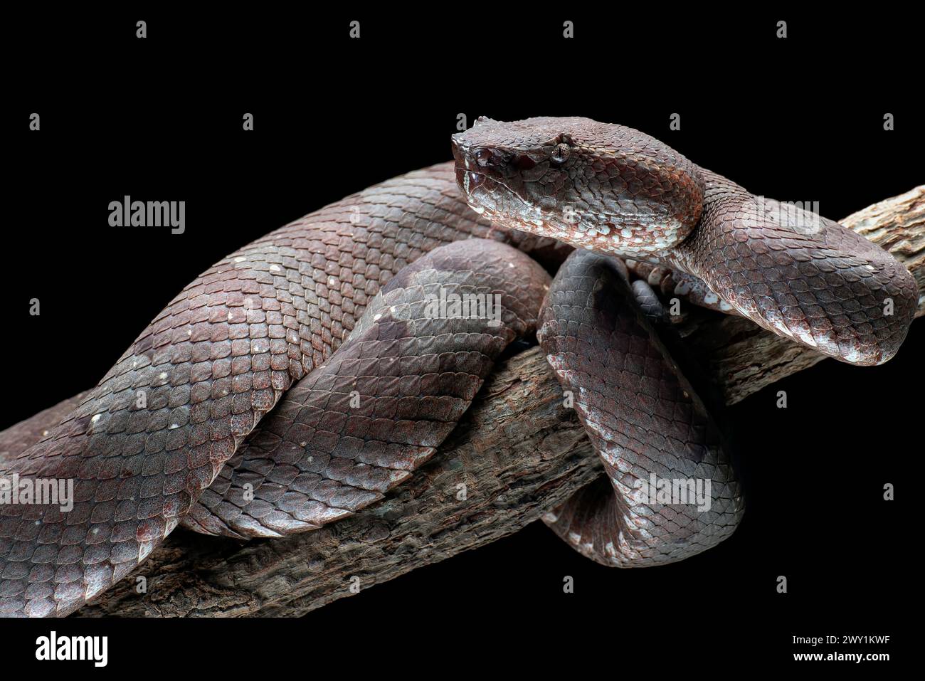 Pit viper food hi-res stock photography and images - Alamy