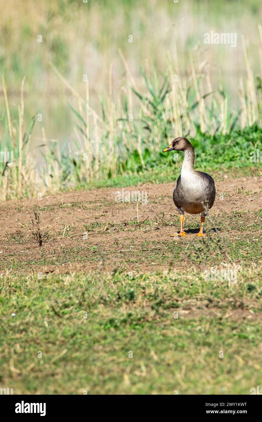 Lesser white fronted goose migration hi-res stock photography and ...