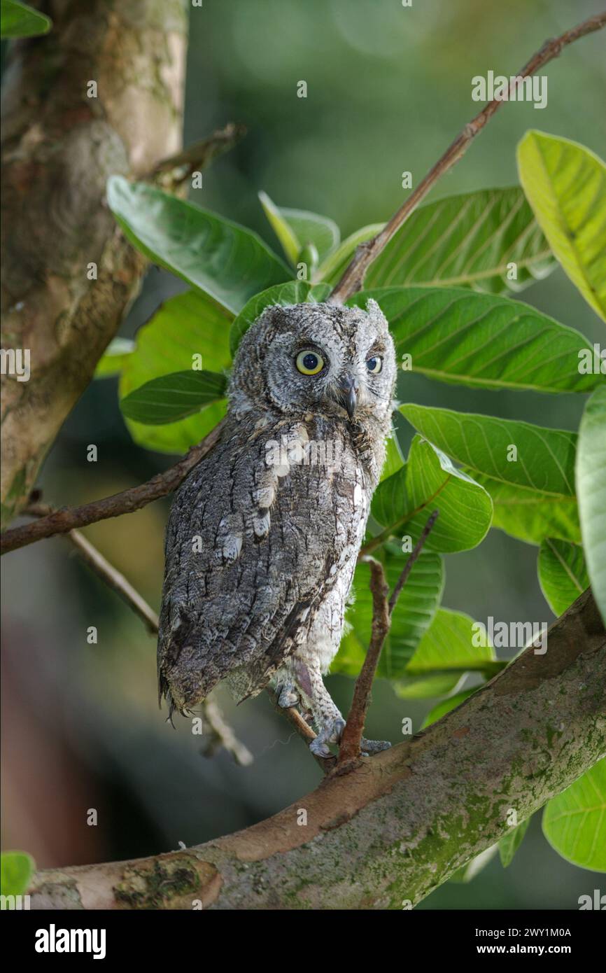 Eurasian scops owl (Otus scops Stock Photo - Alamy