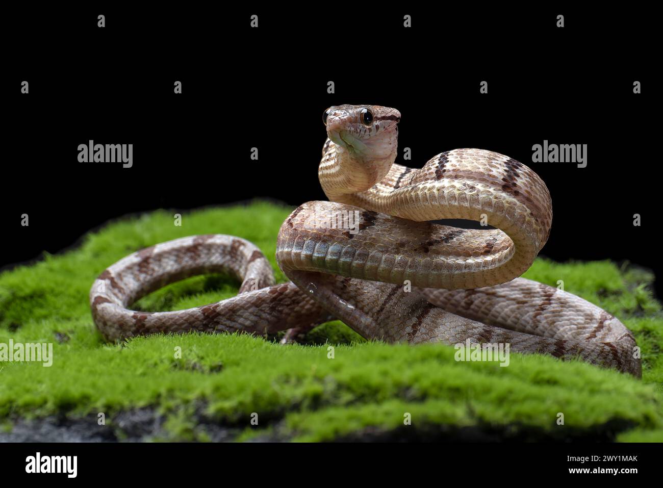 Dog-toothed Cat Snake in attack position Stock Photo - Alamy