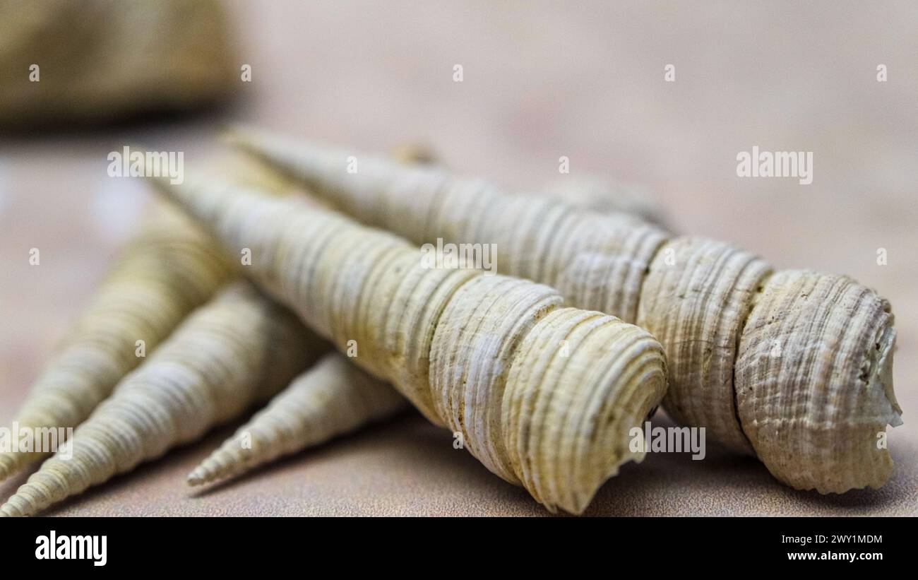 Broken shells on seashore hi-res stock photography and images - Alamy
