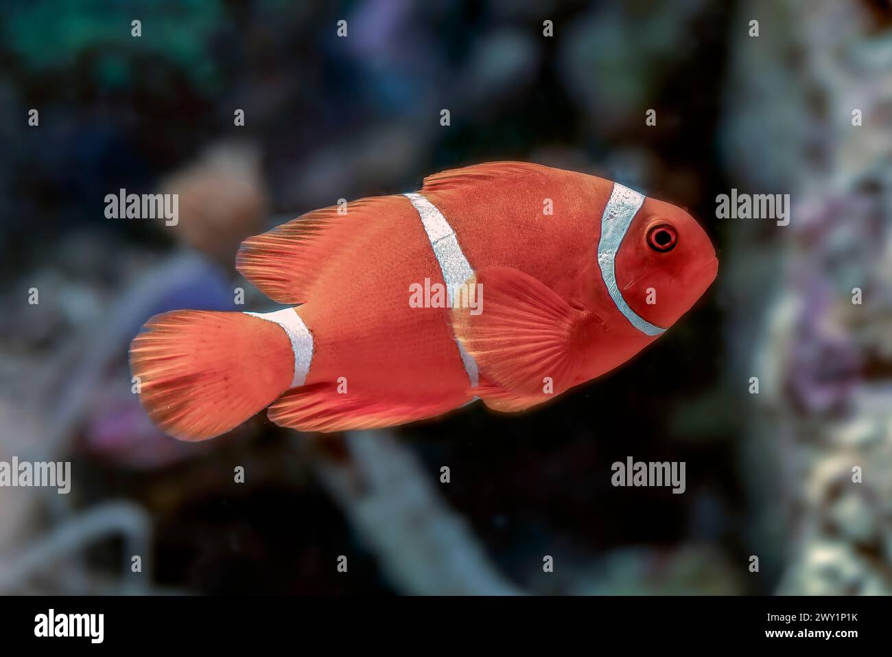 Clown fish swimming among the corals Stock Photo - Alamy