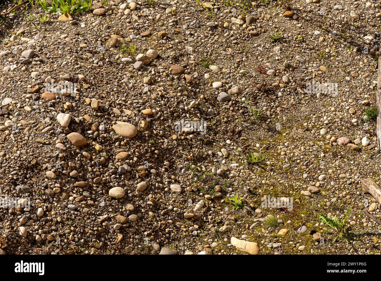Dry and dusty ground texture with pebbles and dirt and little ...