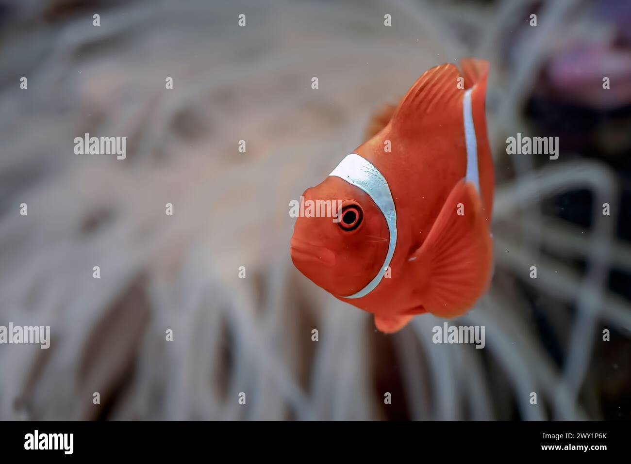 Yellow lizard among tropical hi-res stock photography and images - Alamy