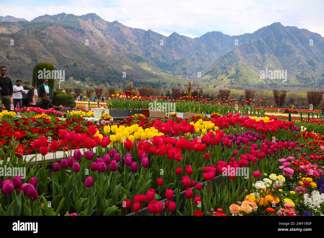 April 03, 2024, Srinagar, India: Tulips are seen on the Asia's largest ...