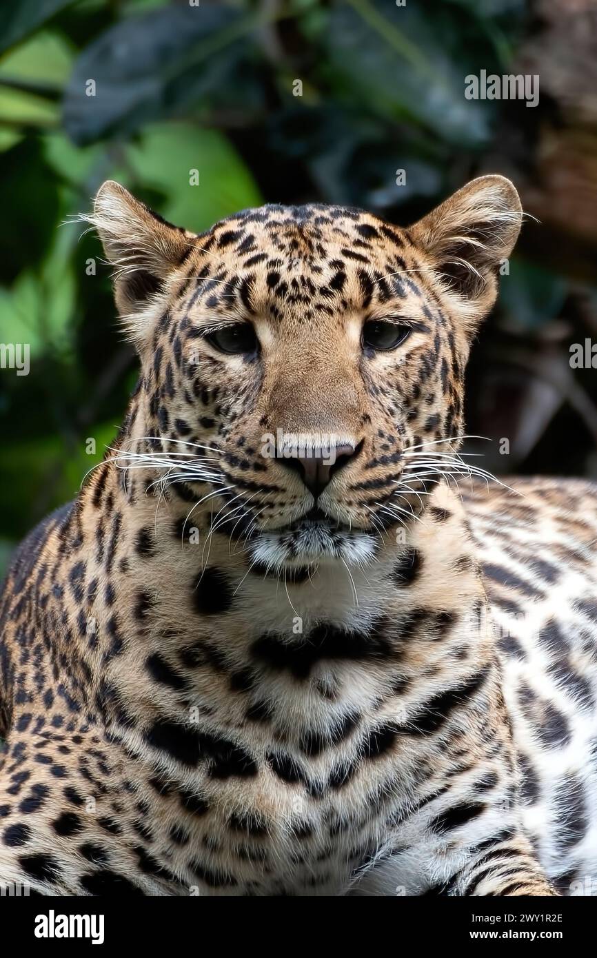 Close up photo of a javan leopard Stock Photo - Alamy