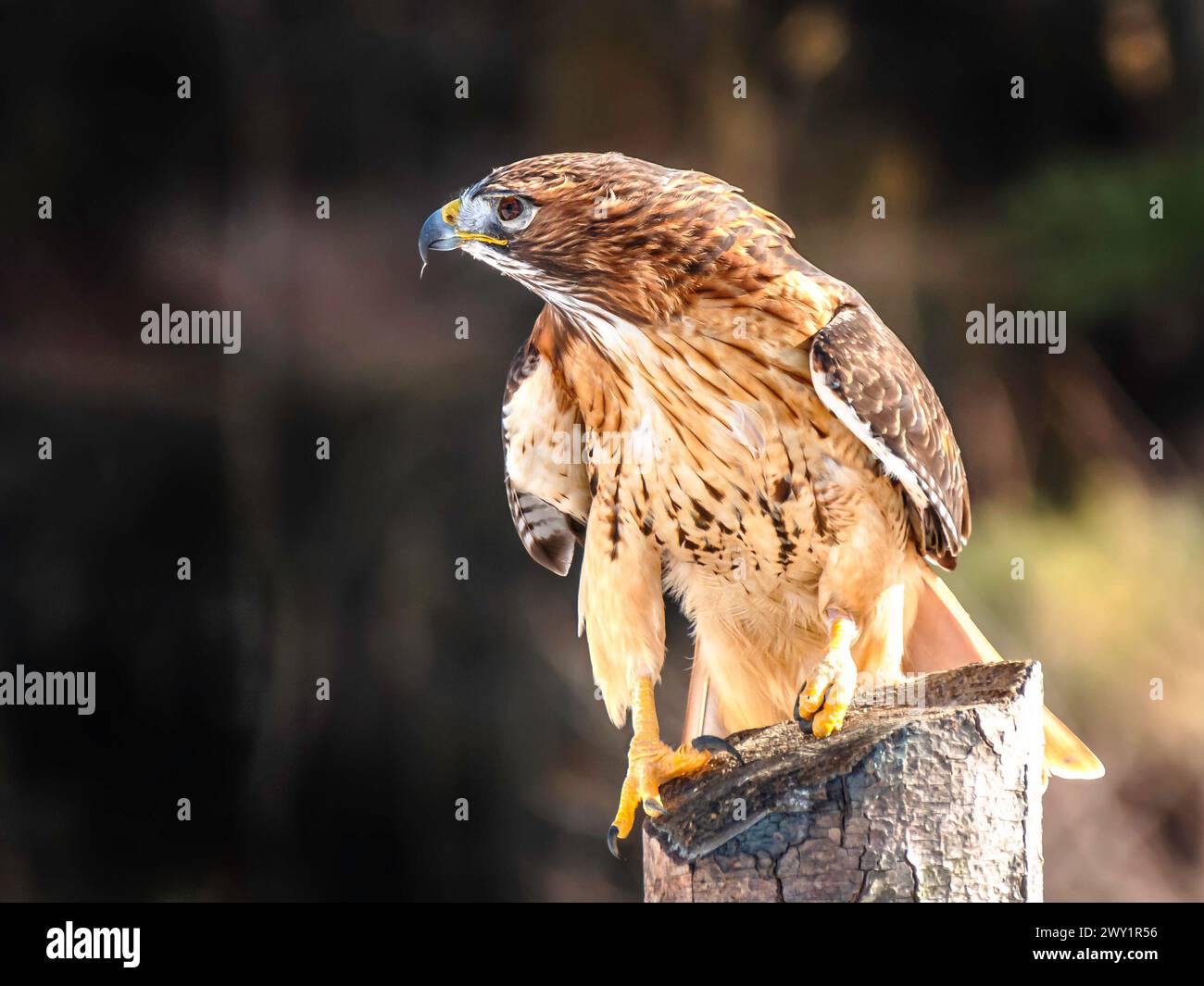 Red tailed hawk sitting hi-res stock photography and images - Alamy