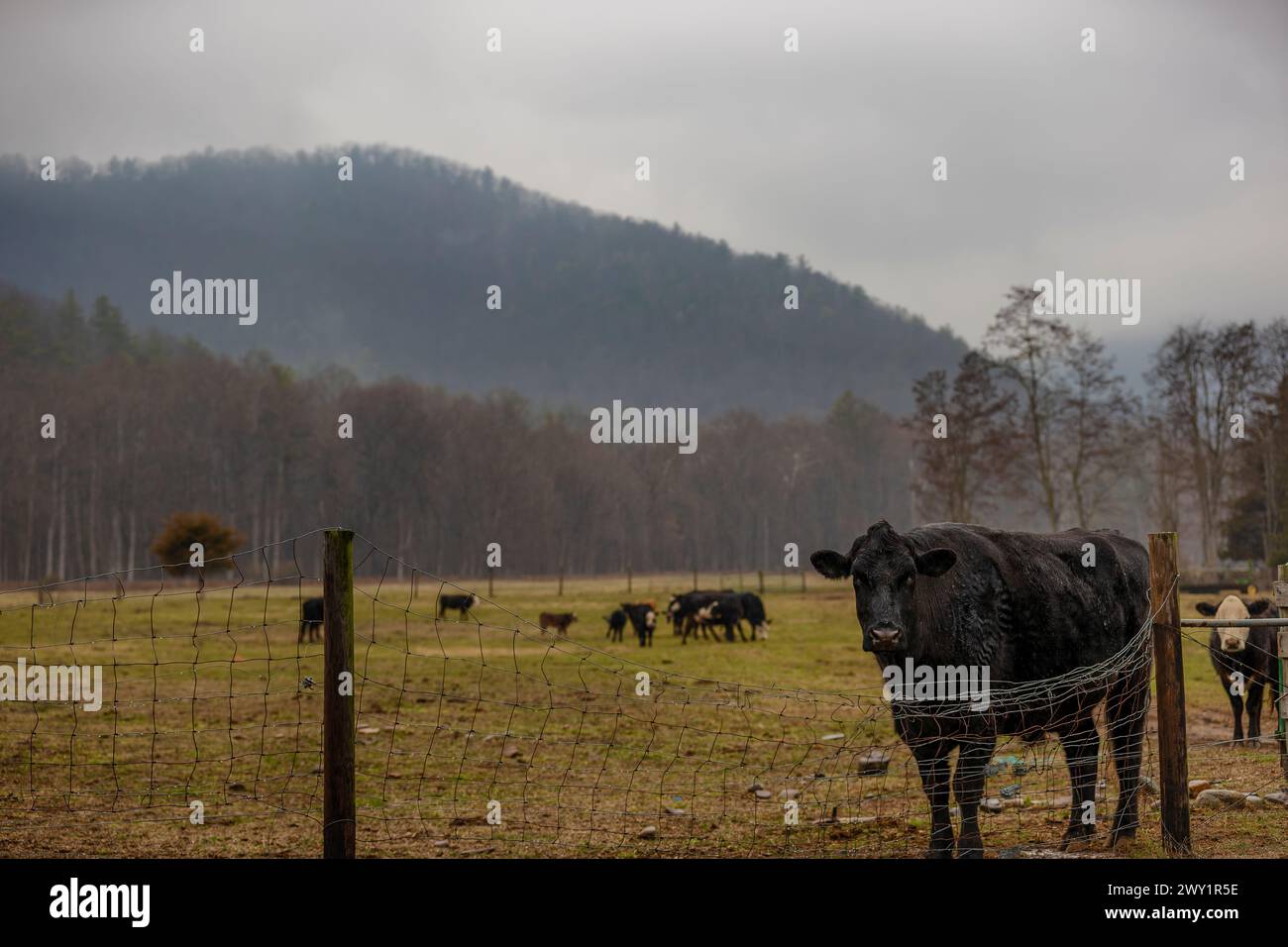 Pasture metal fence hi-res stock photography and images - Alamy