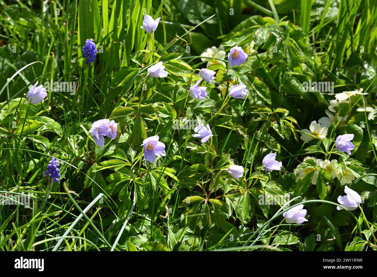 Pale blue spring flowers of wood anemone, anemone nemorosa Robinsoniana ...
