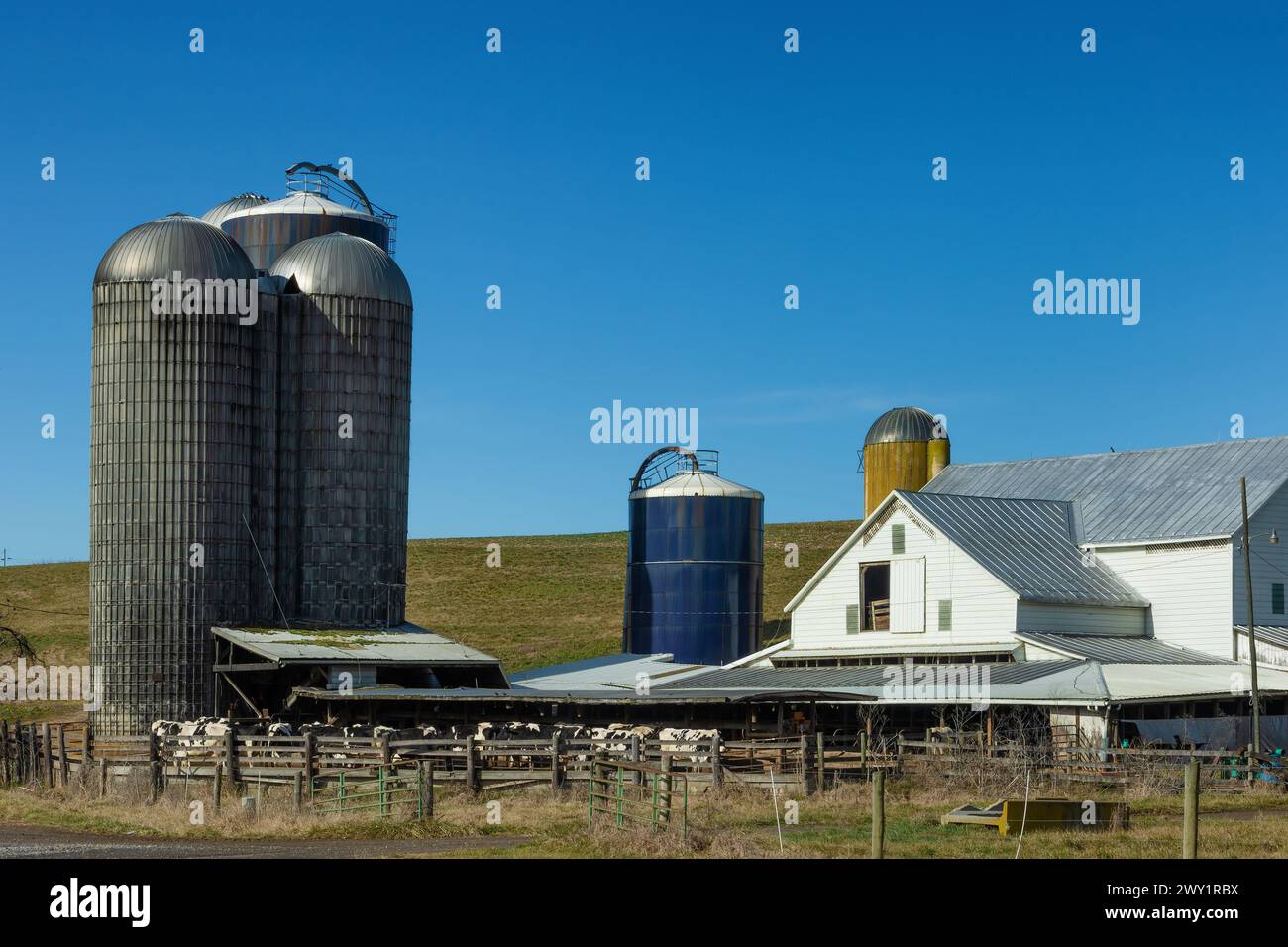 Agricultural landscape with dairy cows, barn and silos in rural ...