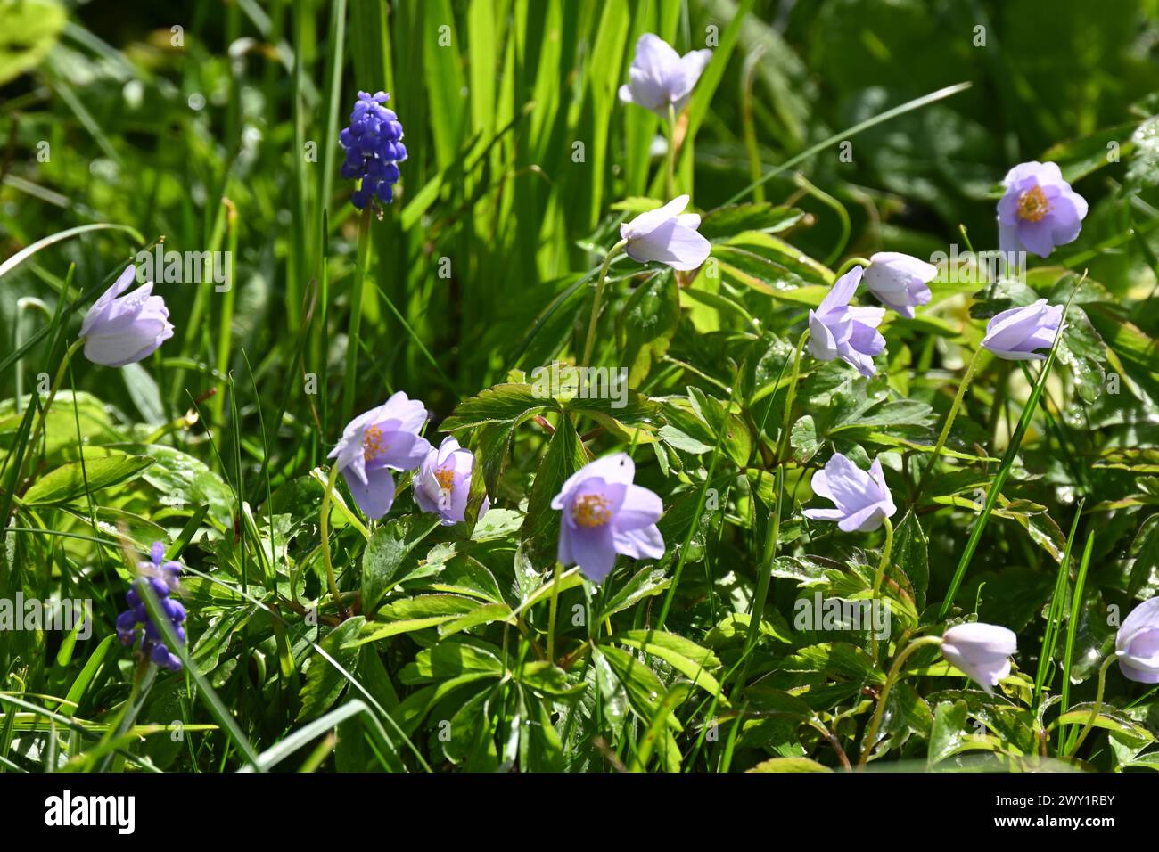 Pale blue spring flowers of wood anemone, anemone nemorosa Robinsoniana ...