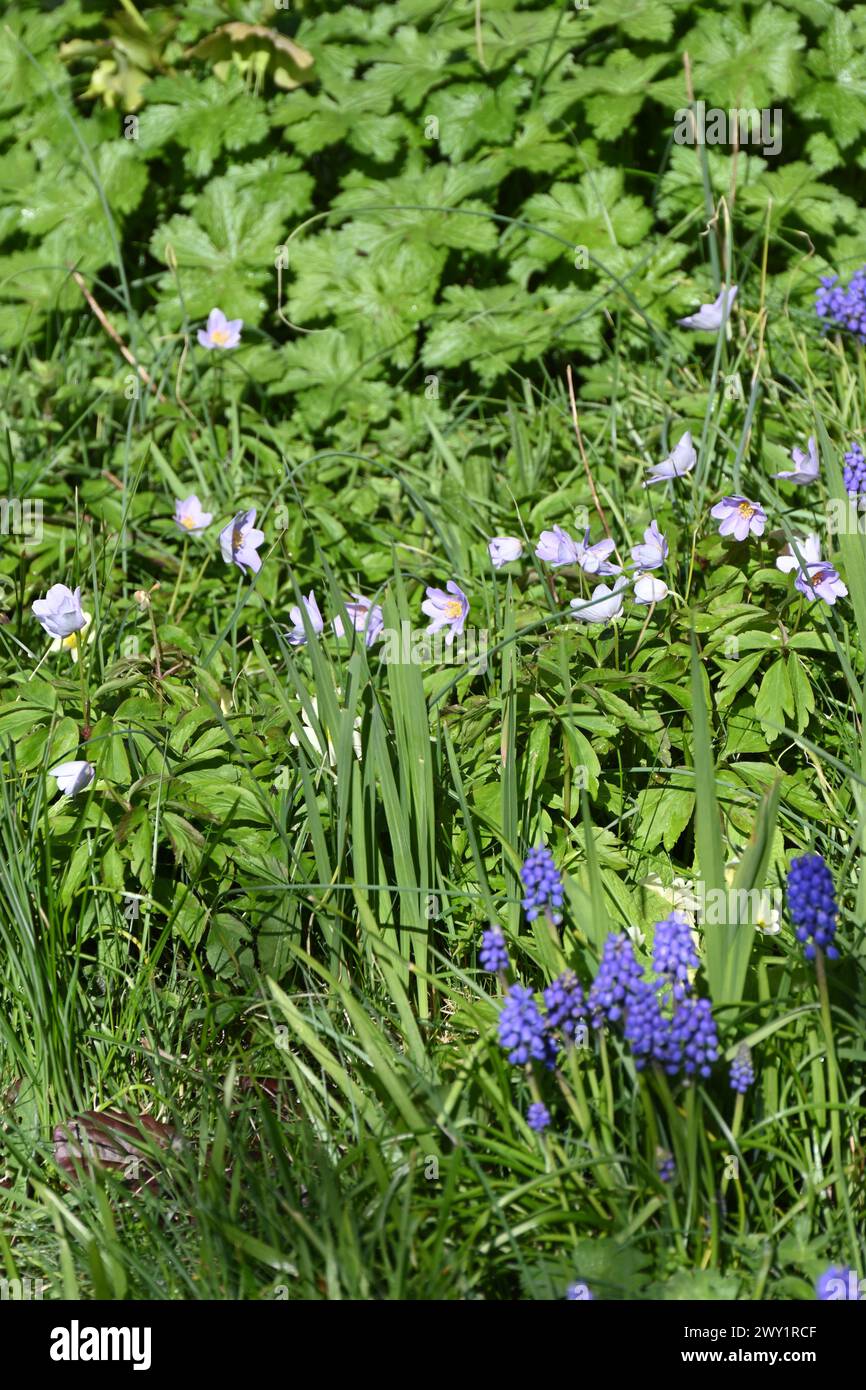 Pale blue spring flowers of wood anemone, anemone nemorosa Robinsoniana ...