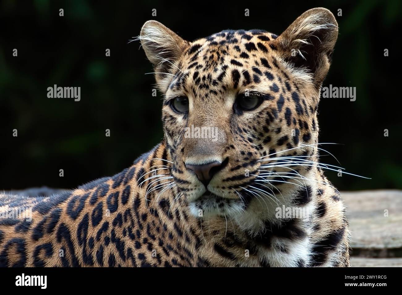 Close up photo of a javan leopard Stock Photo - Alamy