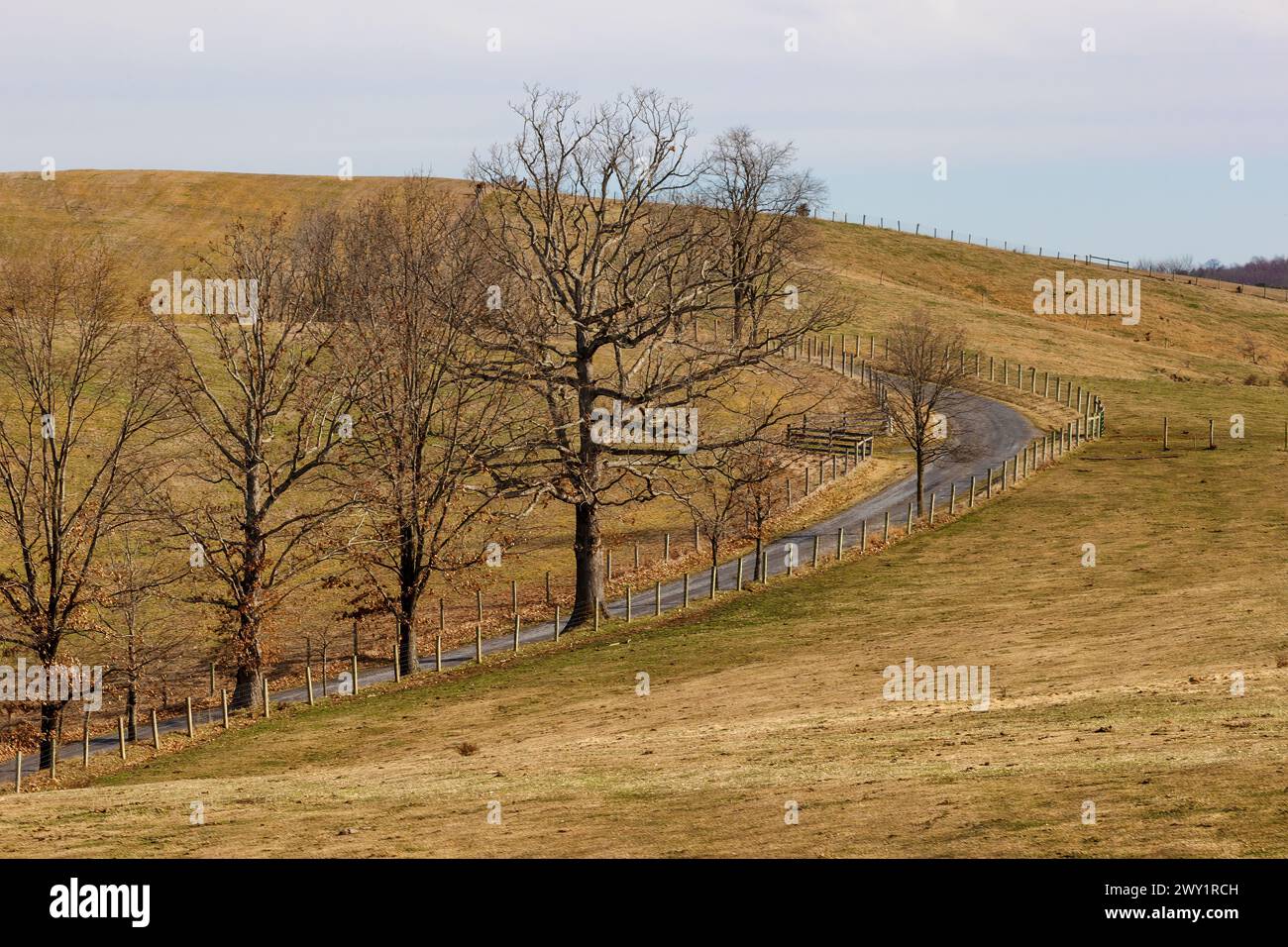 Countryside landscape where a road lined with trees and fence leads to ...