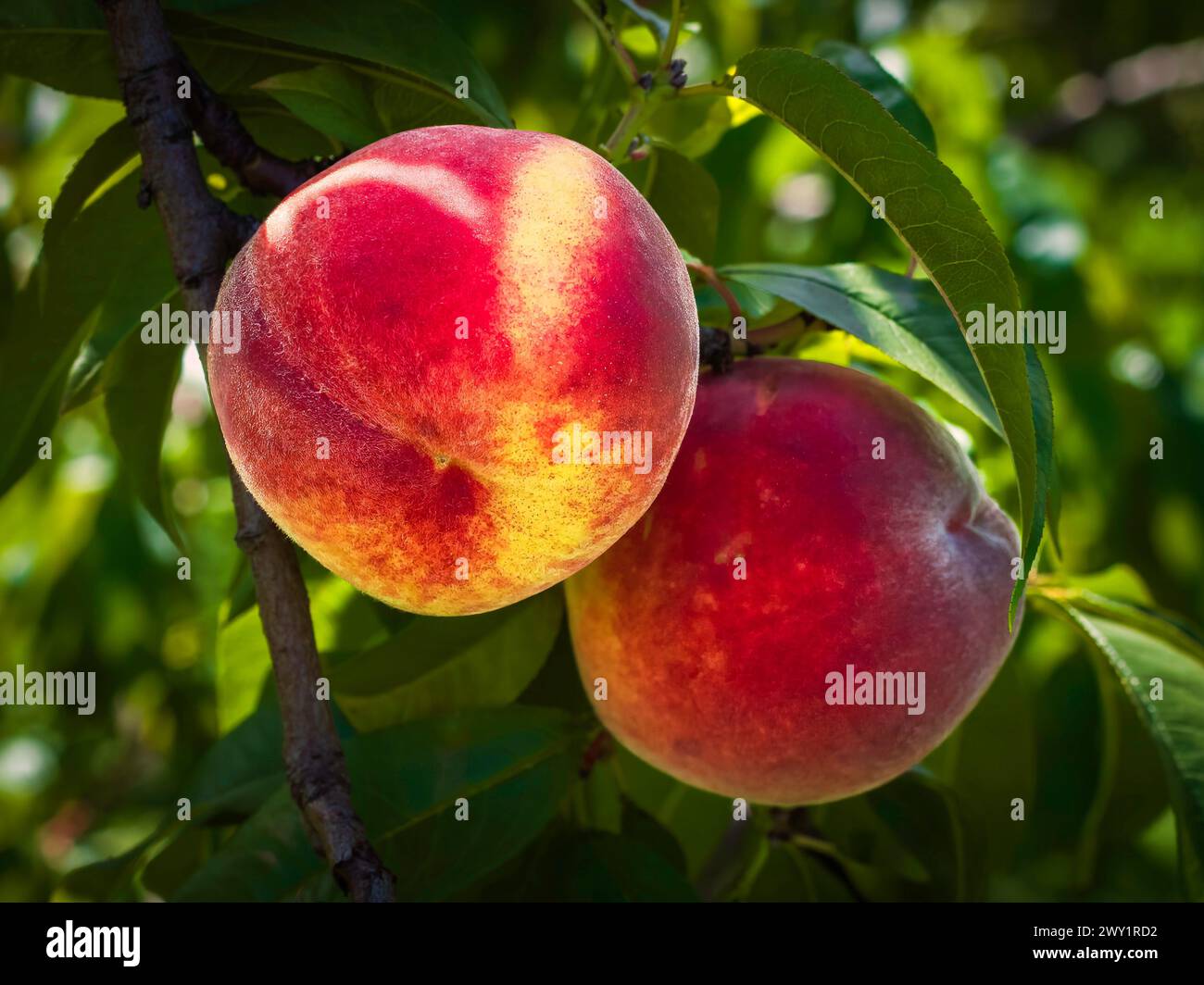 Sweet peach fruits growing on a peach tree branch Stock Photo - Alamy