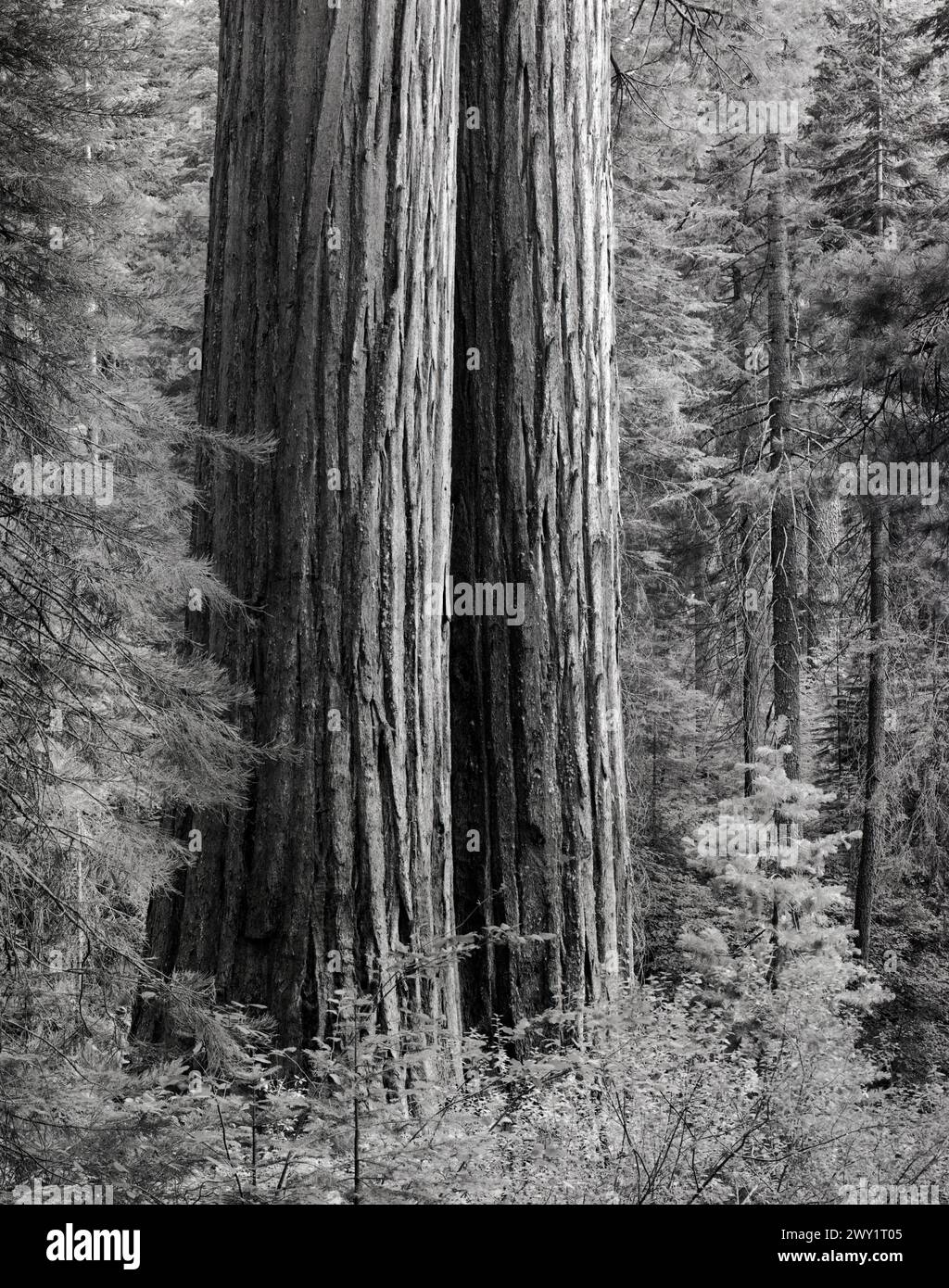 BW01236-00.....CALIFORNIA - Giant sequoias trees (Sequoiadendron ...