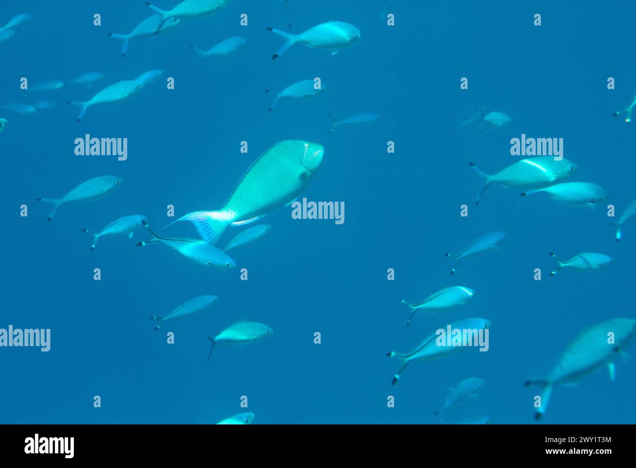 School fish swims in sea hi-res stock photography and images - Alamy