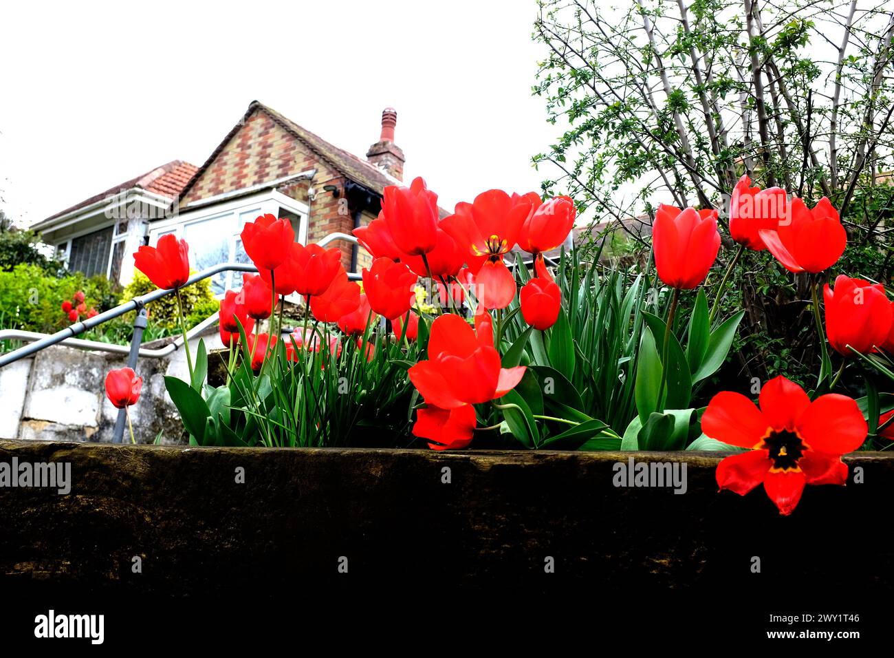 red tulip flowers in residential front garden,sturry,canterbury,kent,uk ...