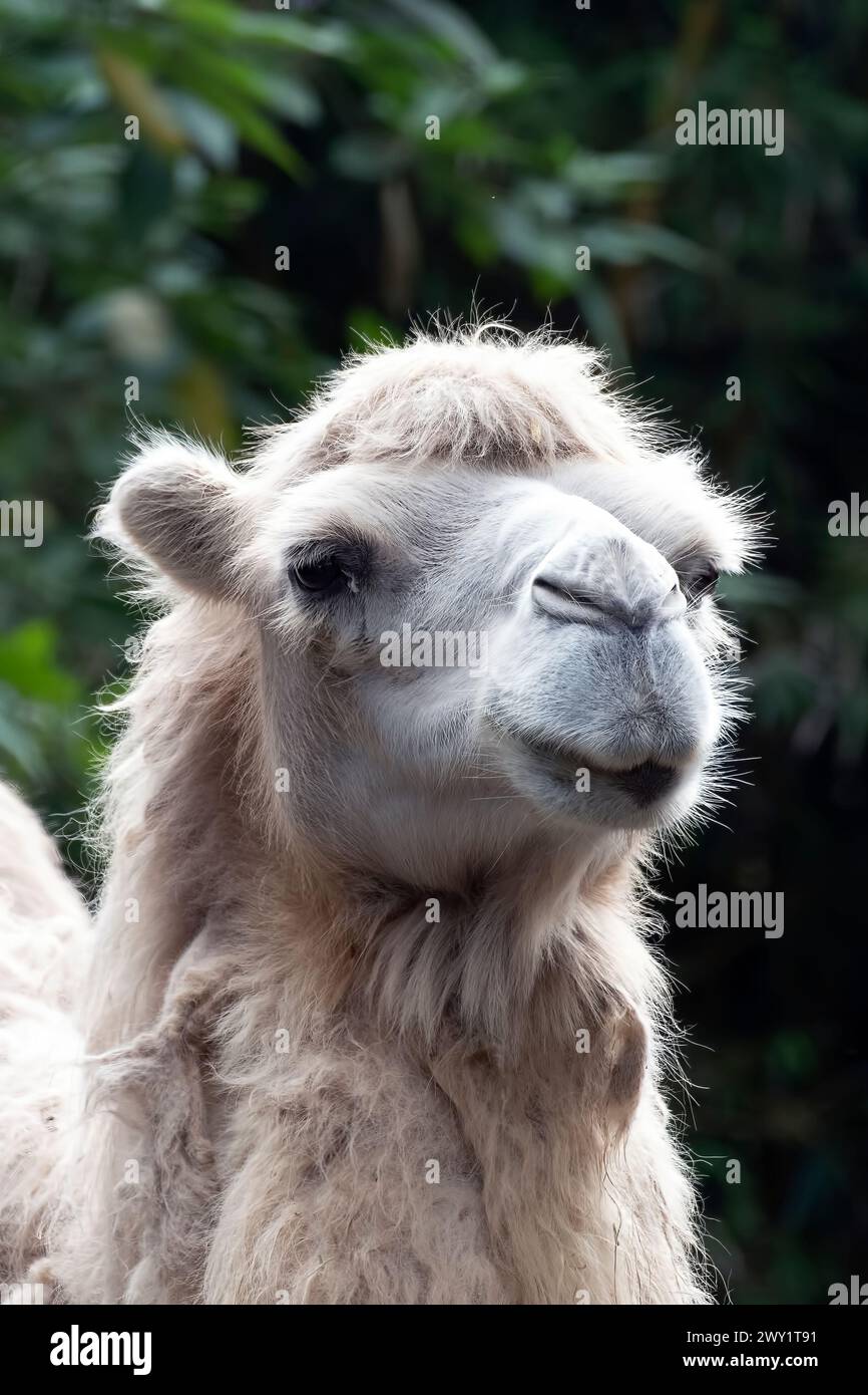 Funny summer animals hi-res stock photography and images - Alamy