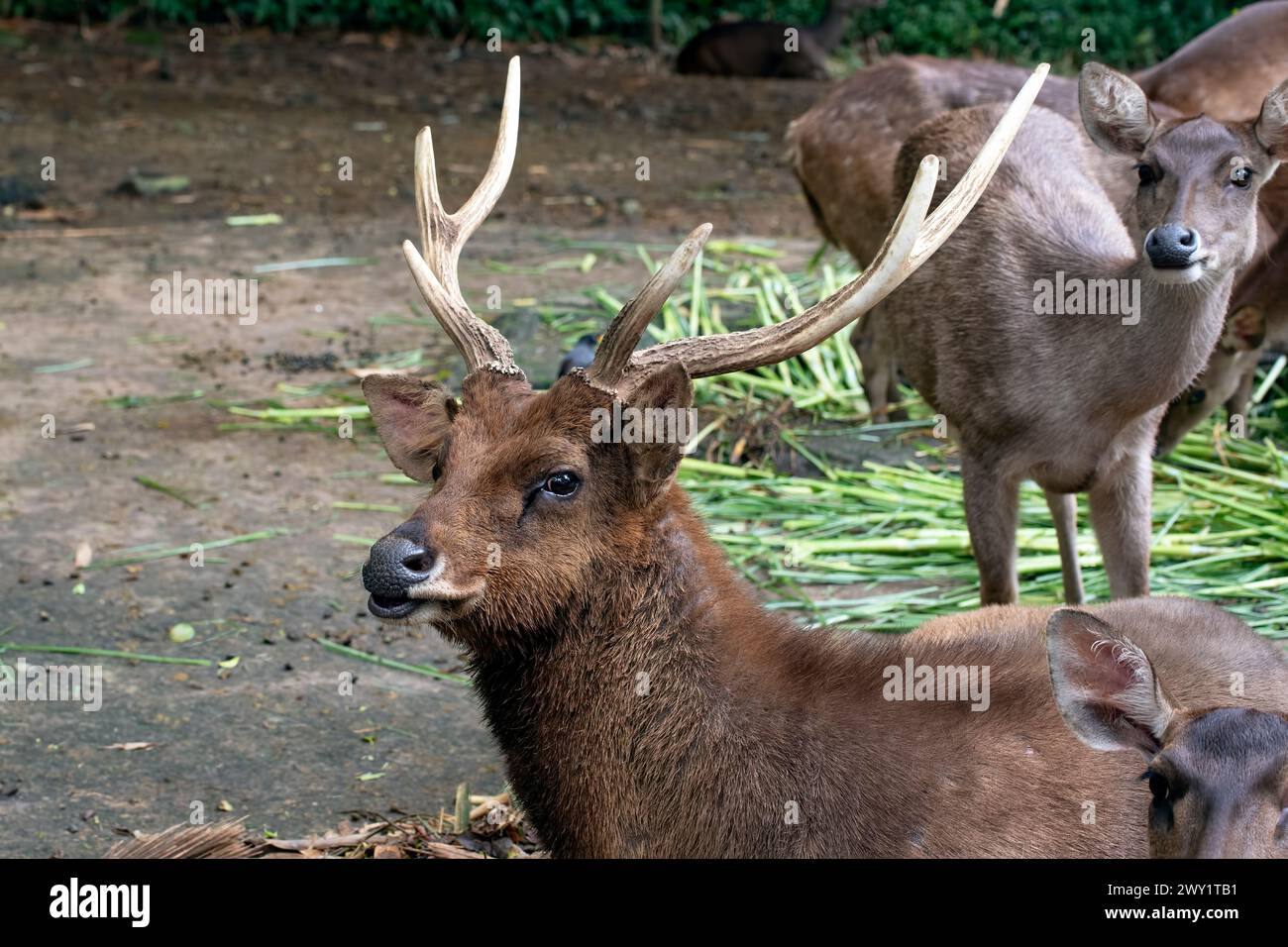 Male sambar deer with their pack Stock Photo - Alamy