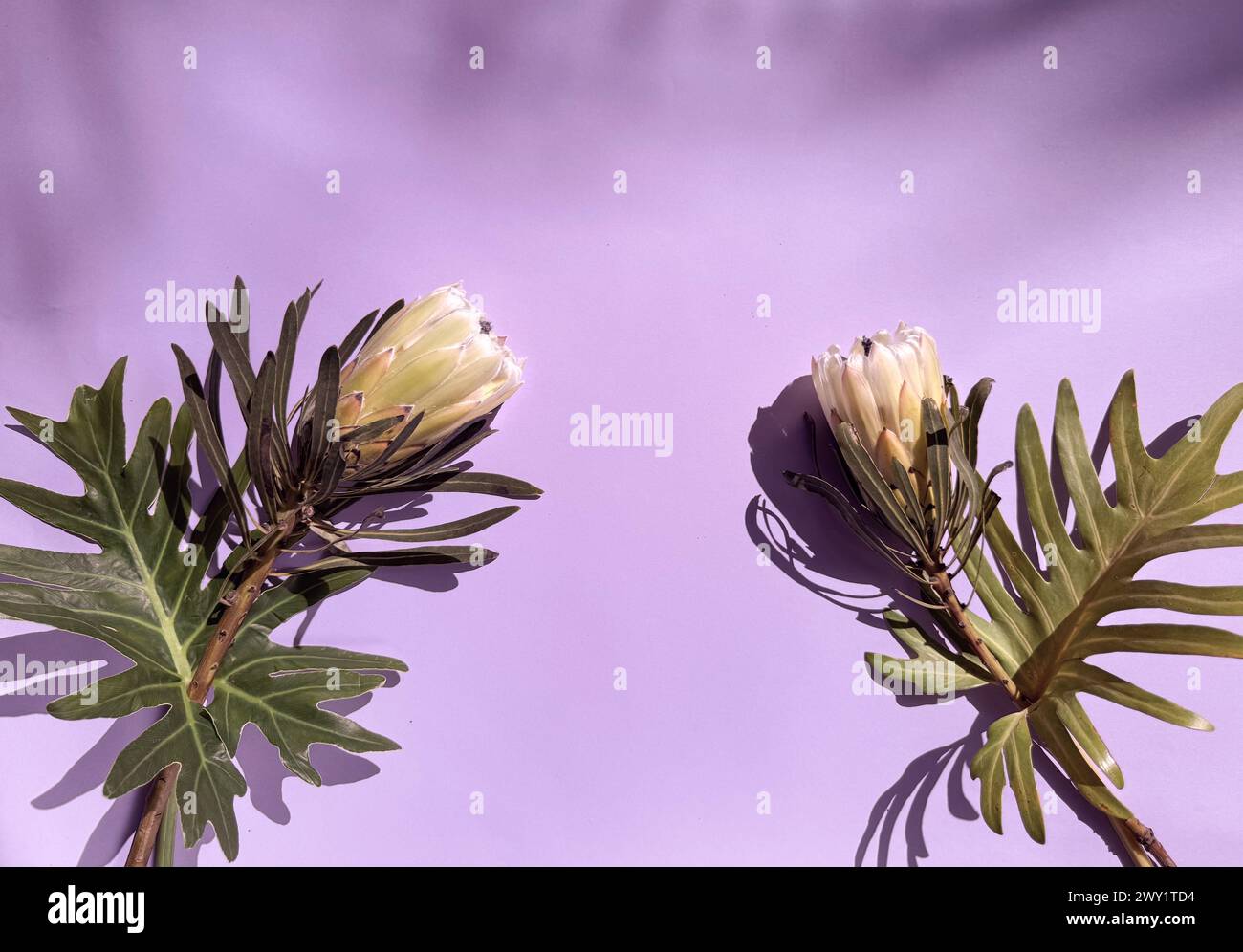 Protea cynaroides, also called the king protea flowers on colored ...