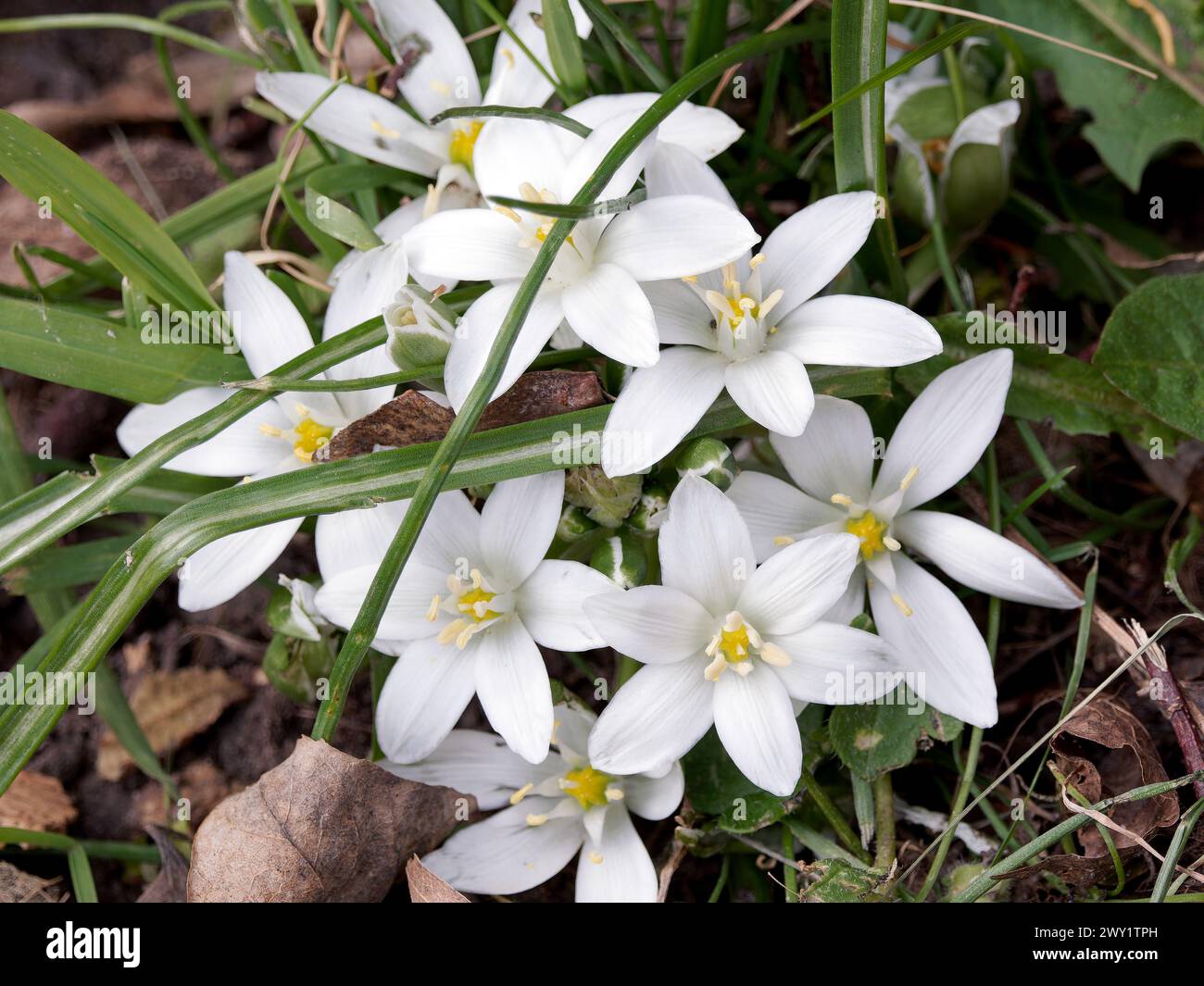 garden star-of-Bethlehem, grass lily, nap-at-noon, Dolden-Milchstern ...