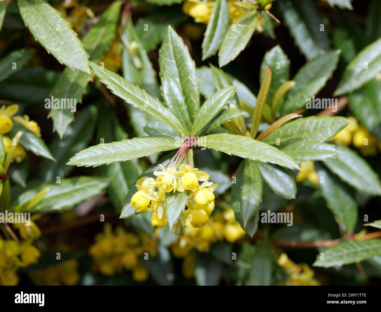 wintergreen barberry or Chinese barberry, Julianes Berberitze, épine ...