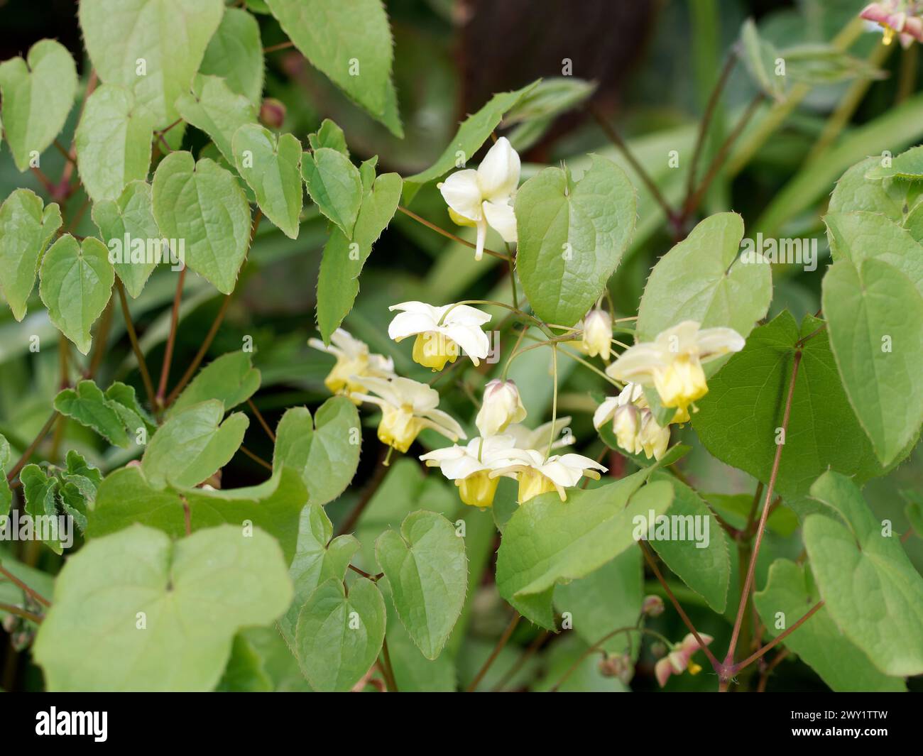 Barrenwort, Epimedium x versicolor 'Sulphureum', kénsárga tündérvirág ...