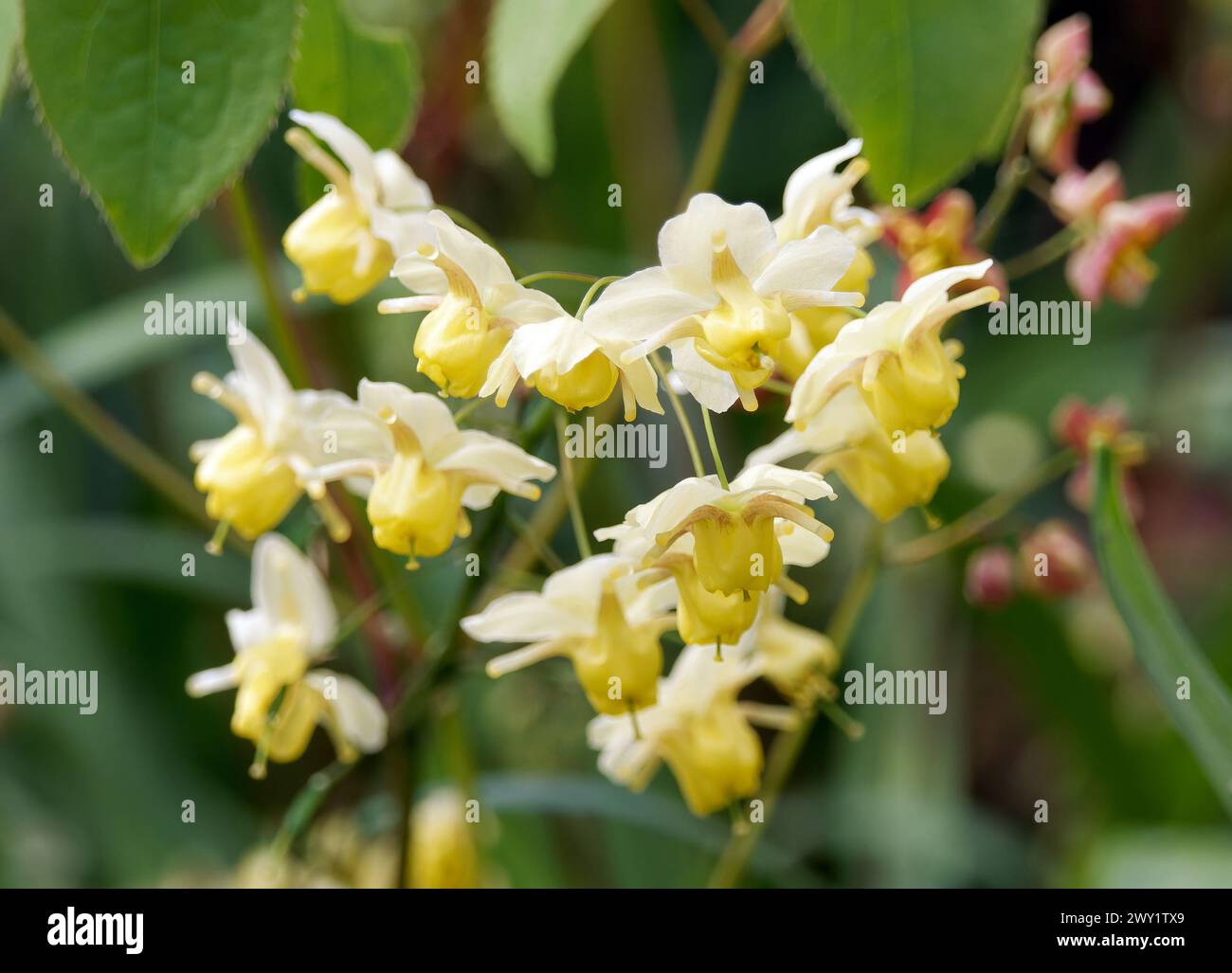 Barrenwort, Epimedium x versicolor 'Sulphureum', kénsárga tündérvirág ...
