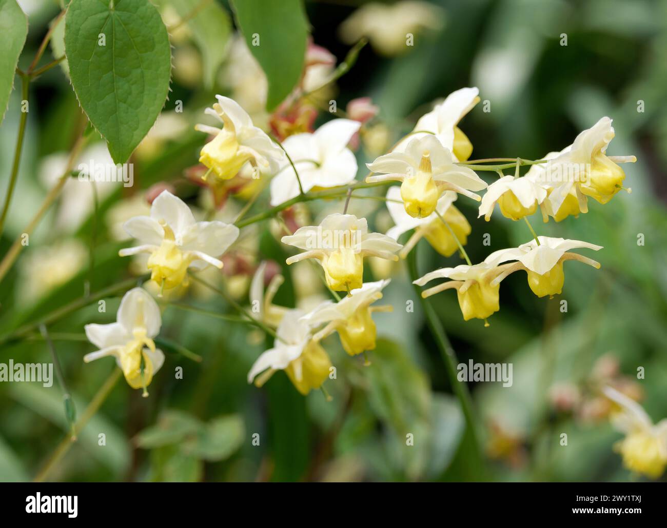 Barrenwort, Epimedium x versicolor 'Sulphureum', kénsárga tündérvirág ...
