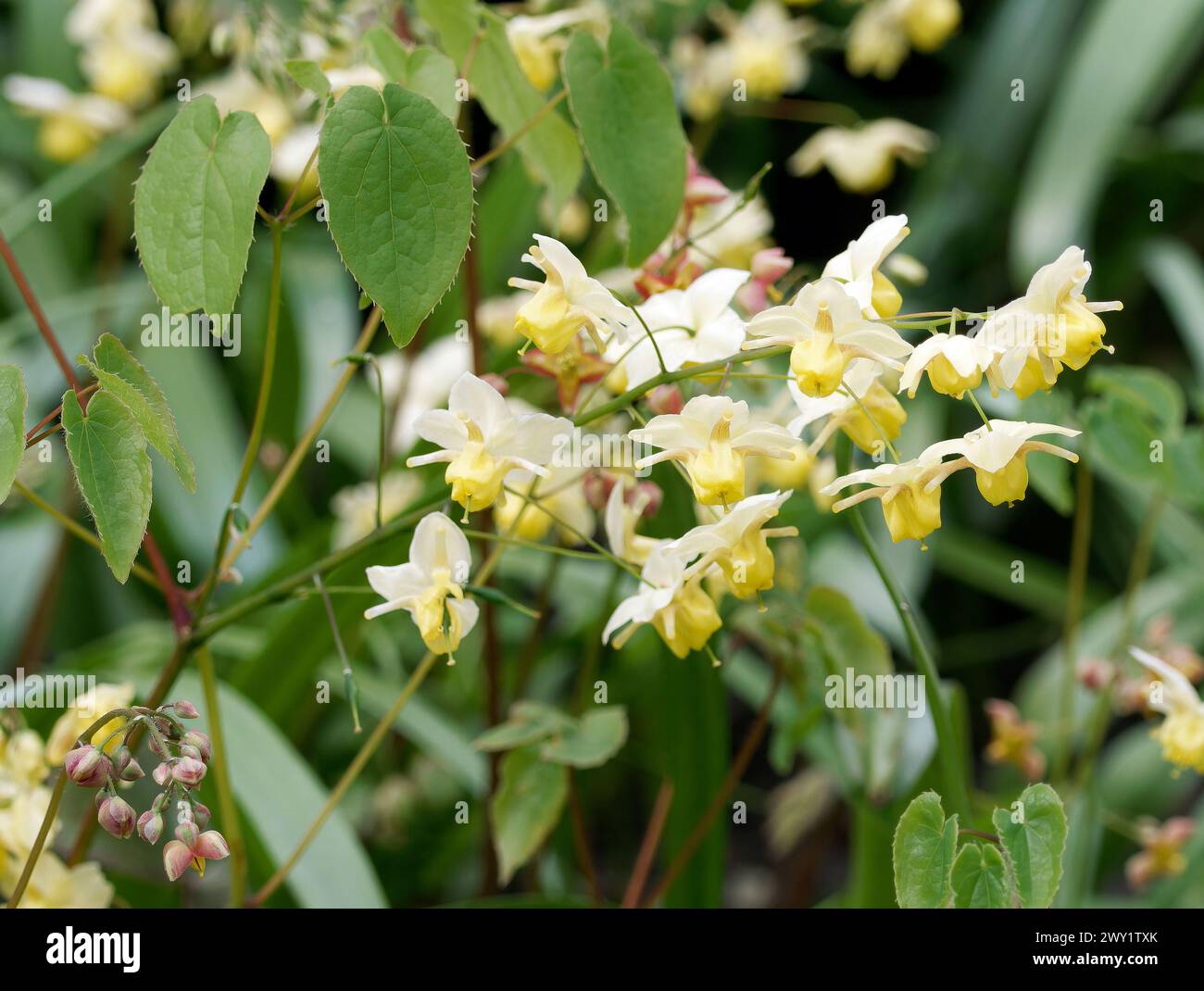 Barrenwort, Epimedium x versicolor 'Sulphureum', kénsárga tündérvirág ...