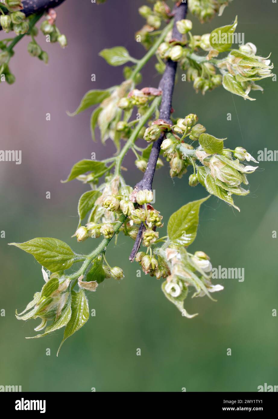 common hackberry, nettletree, sugarberry, Amerikanischer Zürgelbaum ...