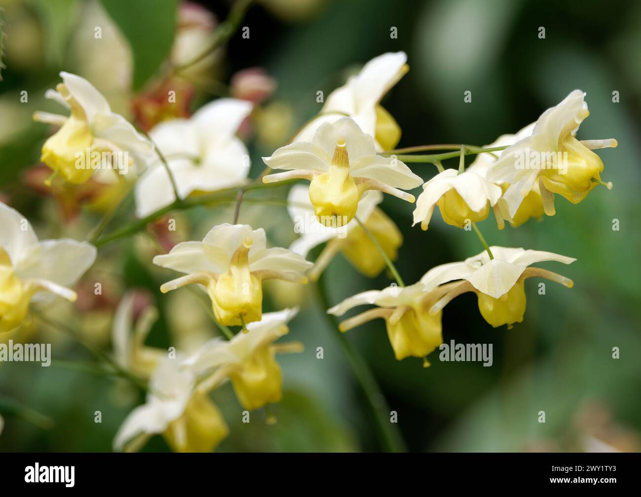Barrenwort, Epimedium x versicolor 'Sulphureum', kénsárga tündérvirág ...