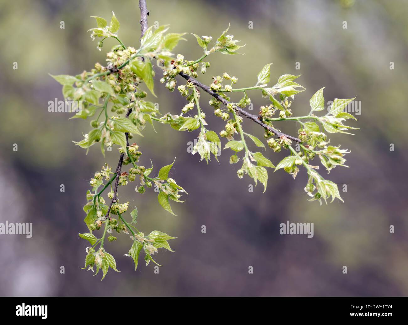 Blooming hackberry tree hi-res stock photography and images - Alamy