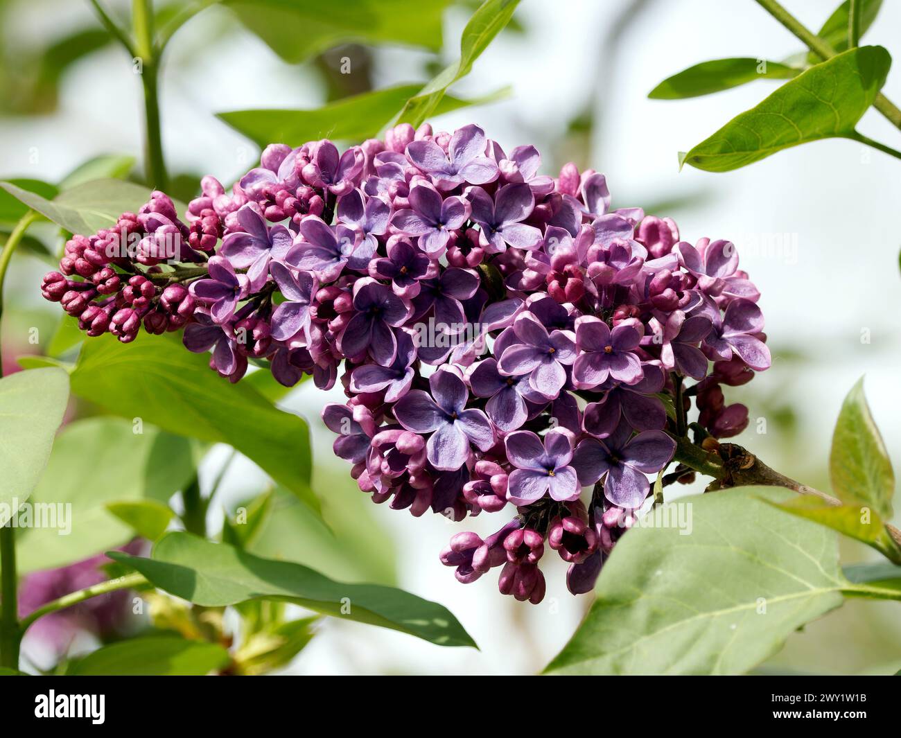 lilac or common lilac, Gemeiner Flieder, Lilas commun, Syringa vulgaris ...