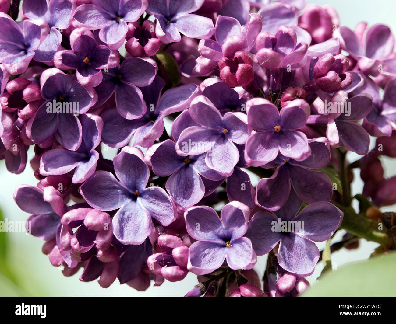lilac or common lilac, Gemeiner Flieder, Lilas commun, Syringa vulgaris ...