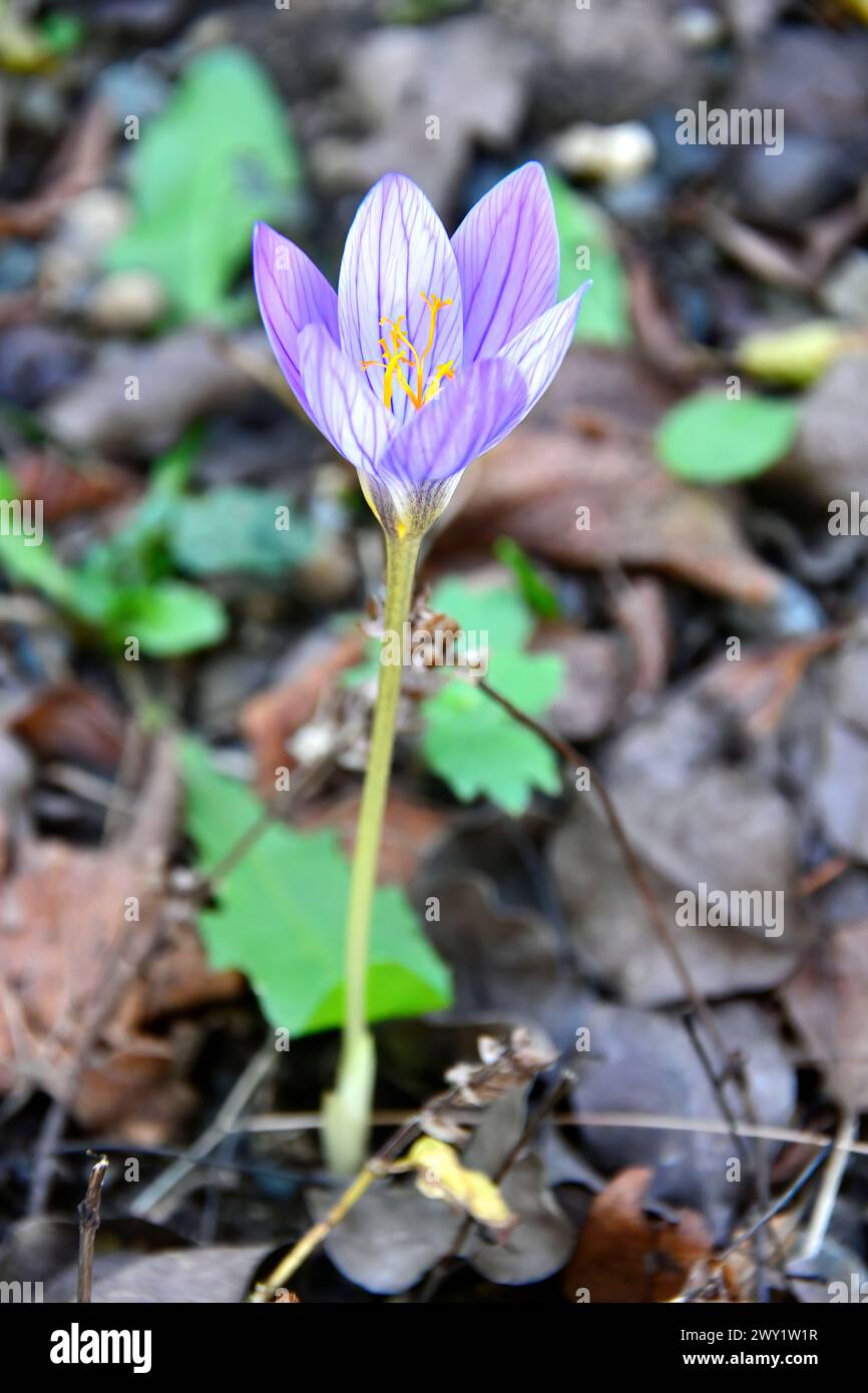Bieberstein's crocus, Pracht-Herbst-Krokus, Crocus speciosus, pompás ...