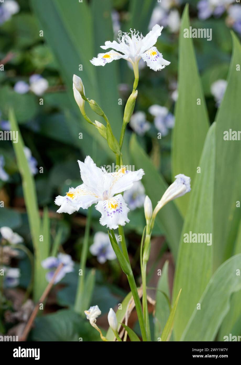 Iris iris japon hi-res stock photography and images - Alamy