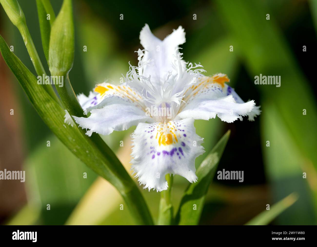 Evansia chinensis hi-res stock photography and images - Alamy