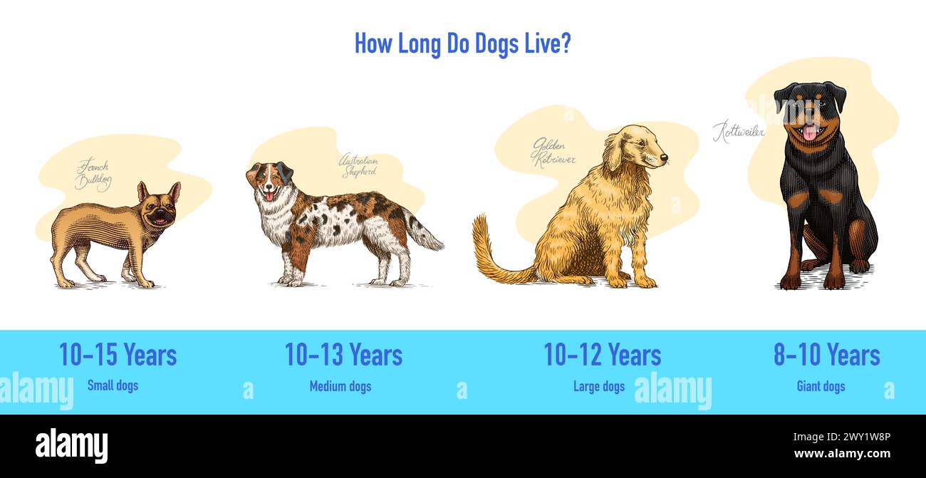 Dogs In This Drawing. Different breeds of domestic animals. Puppy ...